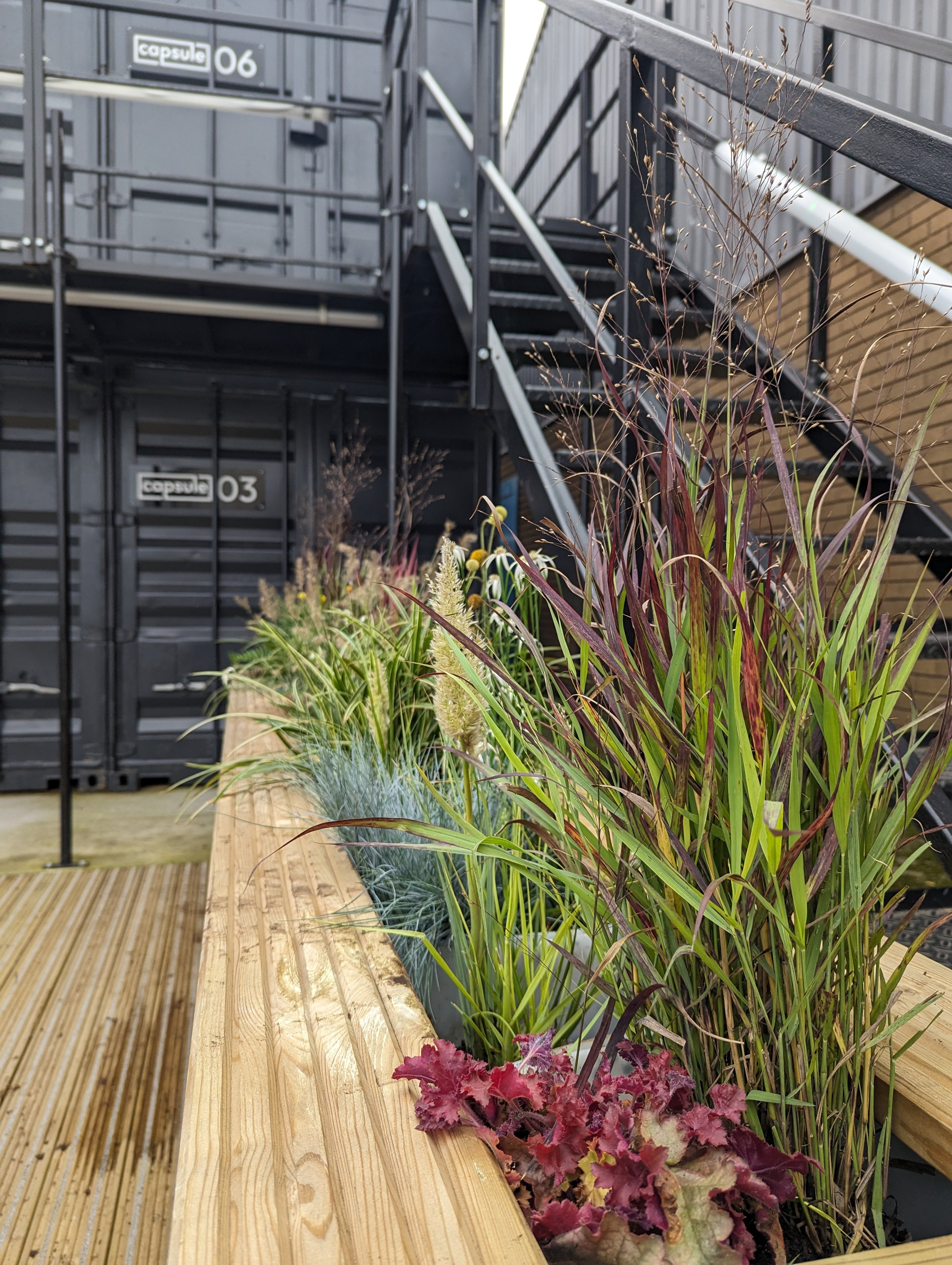 299 Lighting – Mint Plants