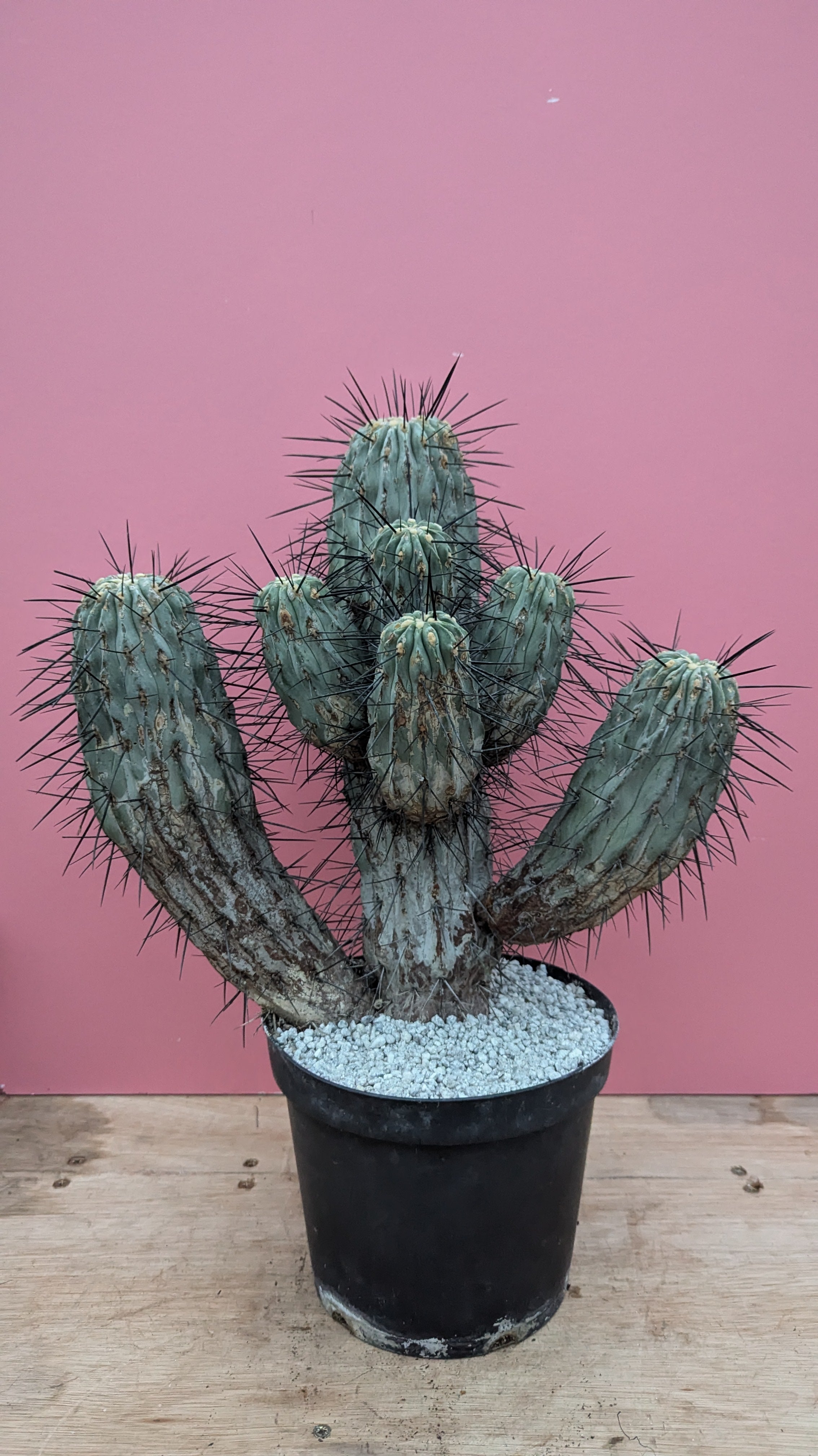 Cacti – Mint Plants